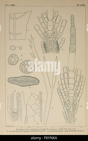 'Icones of Japanese Algae' features illustrations of algae species ...