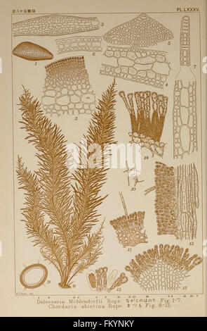 'Icones of Japanese Algae' presents detailed illustrations of Japanese ...