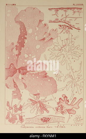 An illustration from 'Icones of Japanese Algae,' showing various algae ...