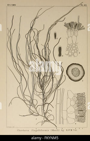 *Icones of Japanese Algae* features detailed illustrations of algae ...