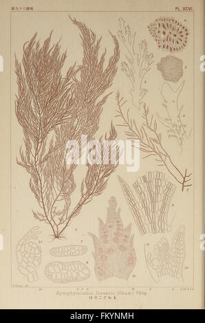 An illustration from 'Icones of Japanese algae,' focusing on algae ...