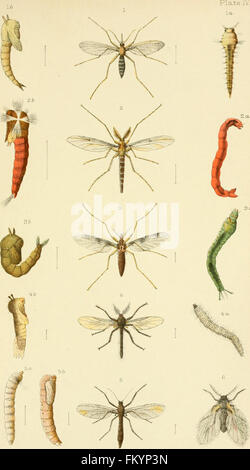 This guide provides an introduction to the study of insects, focusing ...