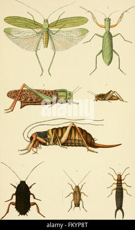 This 1892 manual on New Zealand entomology introduces native insect ...