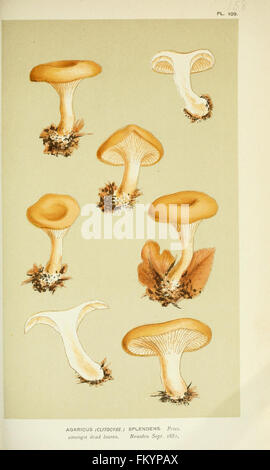 This illustration from 'British Fungi' showcases various species of ...