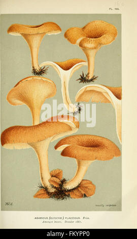 An illustration from the 'Handbook of British Fungi,' depicting ...