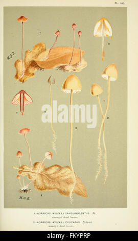 This plate provides detailed illustrations of Hymenomycetes fungi ...