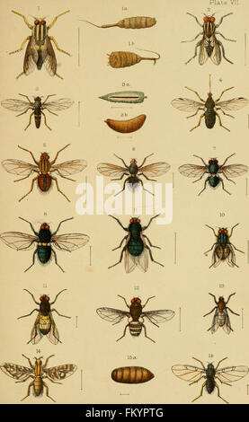 This 1892 manual provides an introduction to New Zealand entomology ...