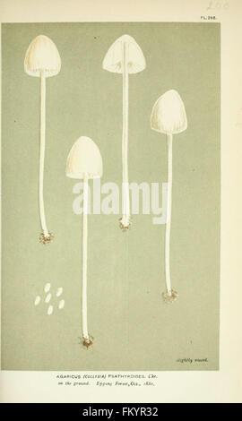 This plate from the *Illustrations of British Fungi* showcases species ...