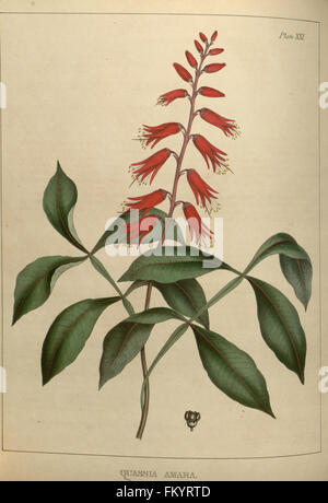 Illustrations of medical botany (Plate XXI) BHL5878505 Stock Photo - Alamy