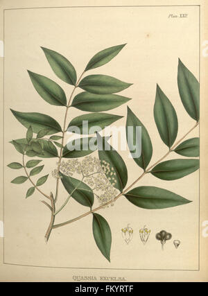 This plate from 'Illustrations of Medical Botany' features detailed ...