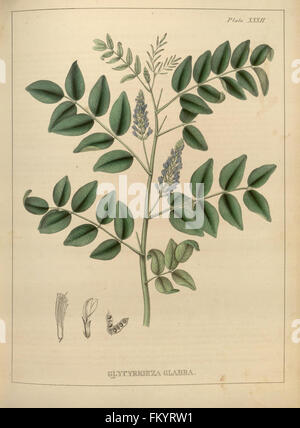 Illustrations of medical botany (Plate XXXII) BHL5878526 Stock Photo ...