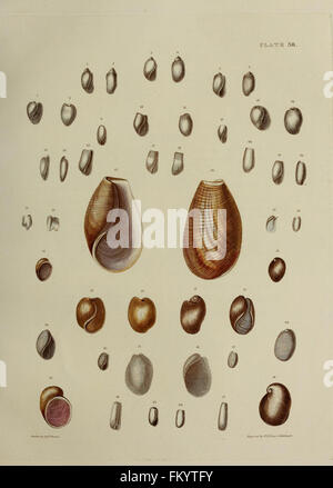 Plate 5 from 'Illustrations of the Conchology of Great Britain and ...