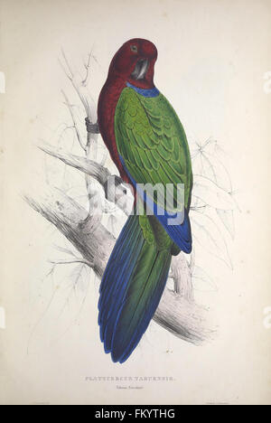 This plate depicts various species of parrots kept in captivity ...