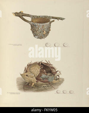 This illustration from 'Illustrations of the nests and eggs of birds of ...