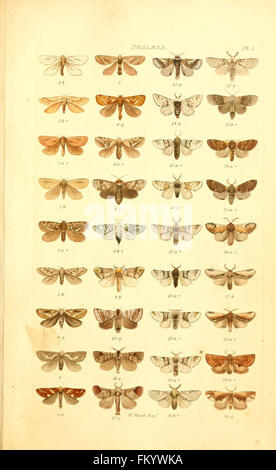 This catalogue provides an extensive list of Lepidoptera species ...