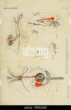 This comparative anatomy atlas provides detailed illustrations and ...