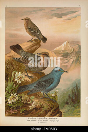 Naumann's work focuses on birds, offering detailed accounts and ...
