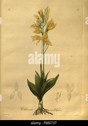 This work catalogs new plant genera and species, focusing on their ...