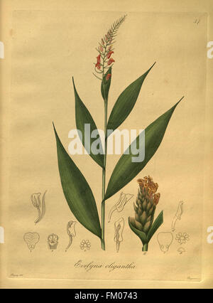 This work presents new plant genera and species, documenting previously ...
