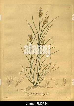 This work catalogs newly discovered plant genera and species, providing ...