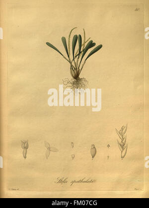 'Nova genera ac species plantarum' presents new plant genera and ...