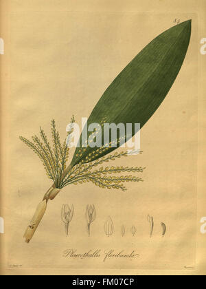 This plate presents an illustration of plant genera, focusing on the ...