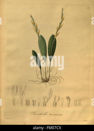 This botanical work introduces new plant genera and species, providing ...