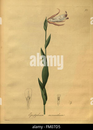 This botanical work presents newly discovered and lesser-known plant ...