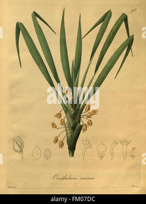 A botanical work showcasing new genera and species of plants, with ...