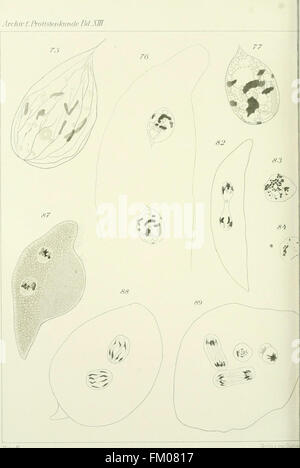 This 1909 work on Opalina details its anatomical structure and ...