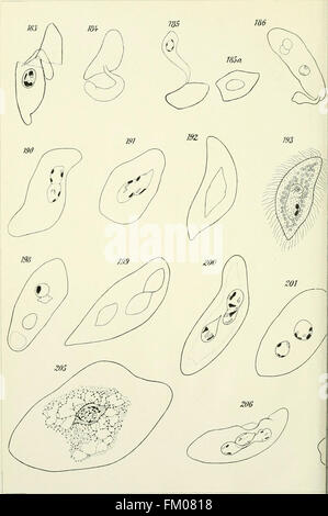 'Opalina - Its Anatomy and Reproduction' (1909) focuses on the ...