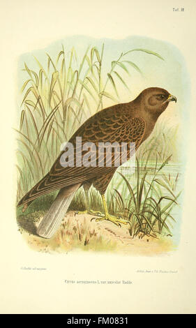 This plate from 'Ornis Caucasica' illustrates bird species native to ...