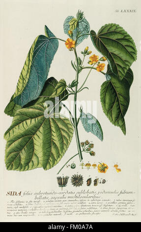This plate from 'Plantae Selectae' illustrates rare plants cultivated ...