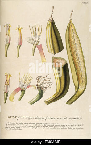 Plantae Selectae (1750) showcases botanical illustrations of select ...