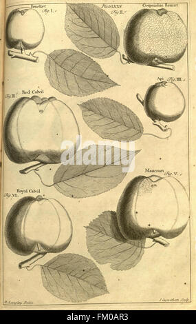 This plate from 'Pomona, or, The Fruit-Garden Illustrated' presents ...