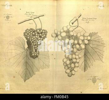 'Pomona, or, The Fruit-Garden Illustrated' presents detailed depictions ...