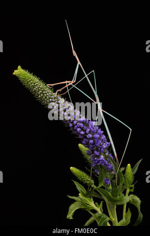 Indian Grass Mantis (Schizocephala Bicornis Stock Photo - Alamy