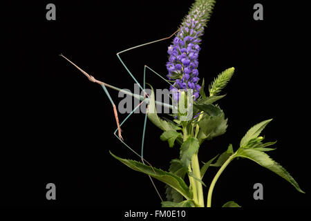 Indian Grass Mantis (Schizocephala Bicornis Stock Photo - Alamy