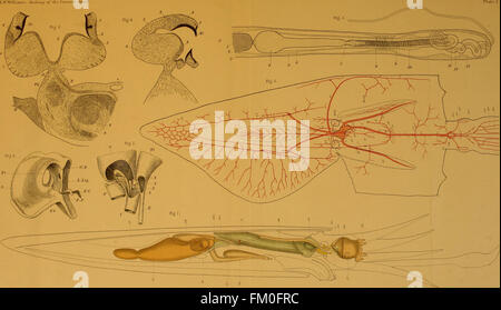 This study examines the detailed anatomy of the common squid, Loligo ...
