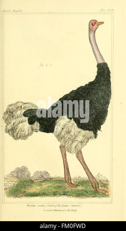 This plate illustrates the organization of animal species, categorizing ...