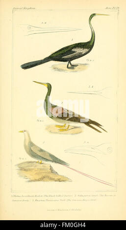 A systematic classification of animals based on their organizational ...