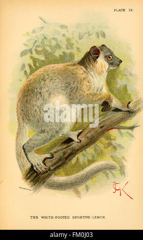 A detailed guide to primates, featuring illustrations and descriptions ...