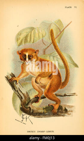 This work provides an overview of primate species, their behaviors, and ...