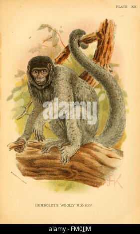 This plate from 'A Hand-Book to the Primates' features detailed ...