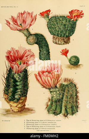 This illustration from 'The Cactaceae' provides detailed depictions of ...