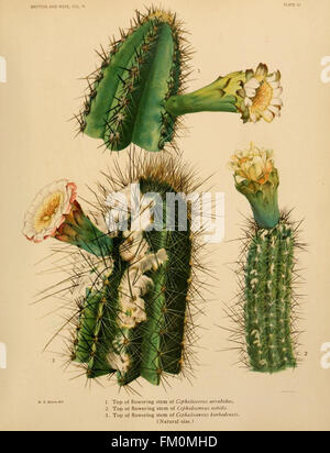 An illustration from 'The Cactaceae,' showcasing various cactus species ...