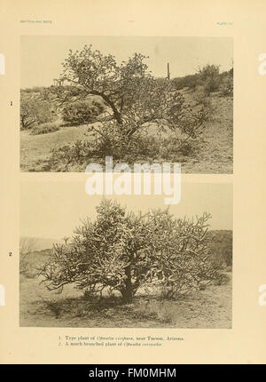 An illustration of cacti from 'The Cactaceae,' showcasing various ...