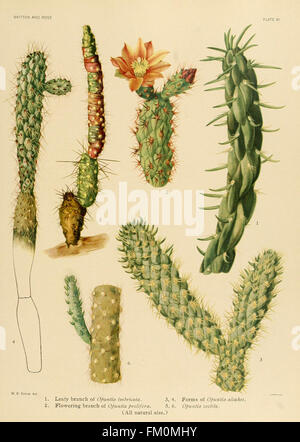 This plate from 'The Cactaceae' offers detailed illustrations and ...