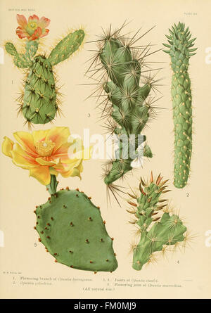 'The Cactaceae' showcases detailed illustrations of cactus species ...