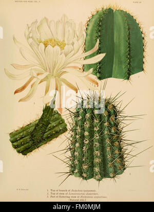 This plate from *The Cactaceae* presents various species of cacti ...